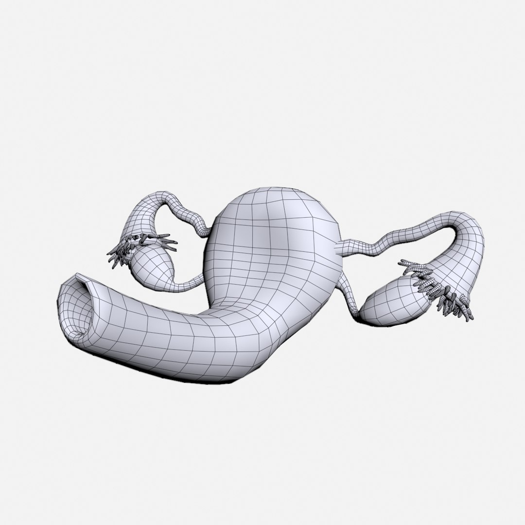 Female Reproductive 3D Model - TurboSquid 1288110
