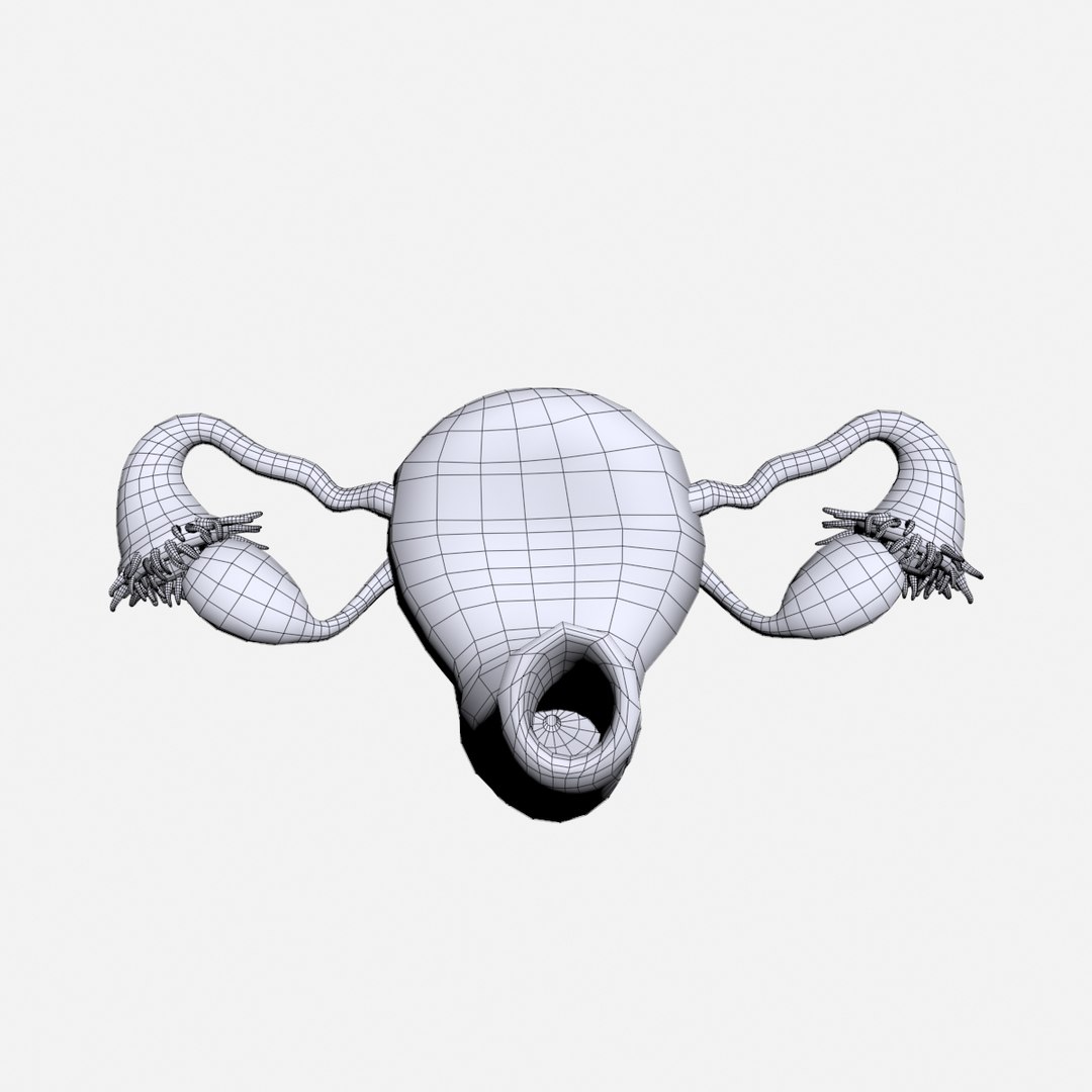 Female Reproductive 3D Model - TurboSquid 1288110
