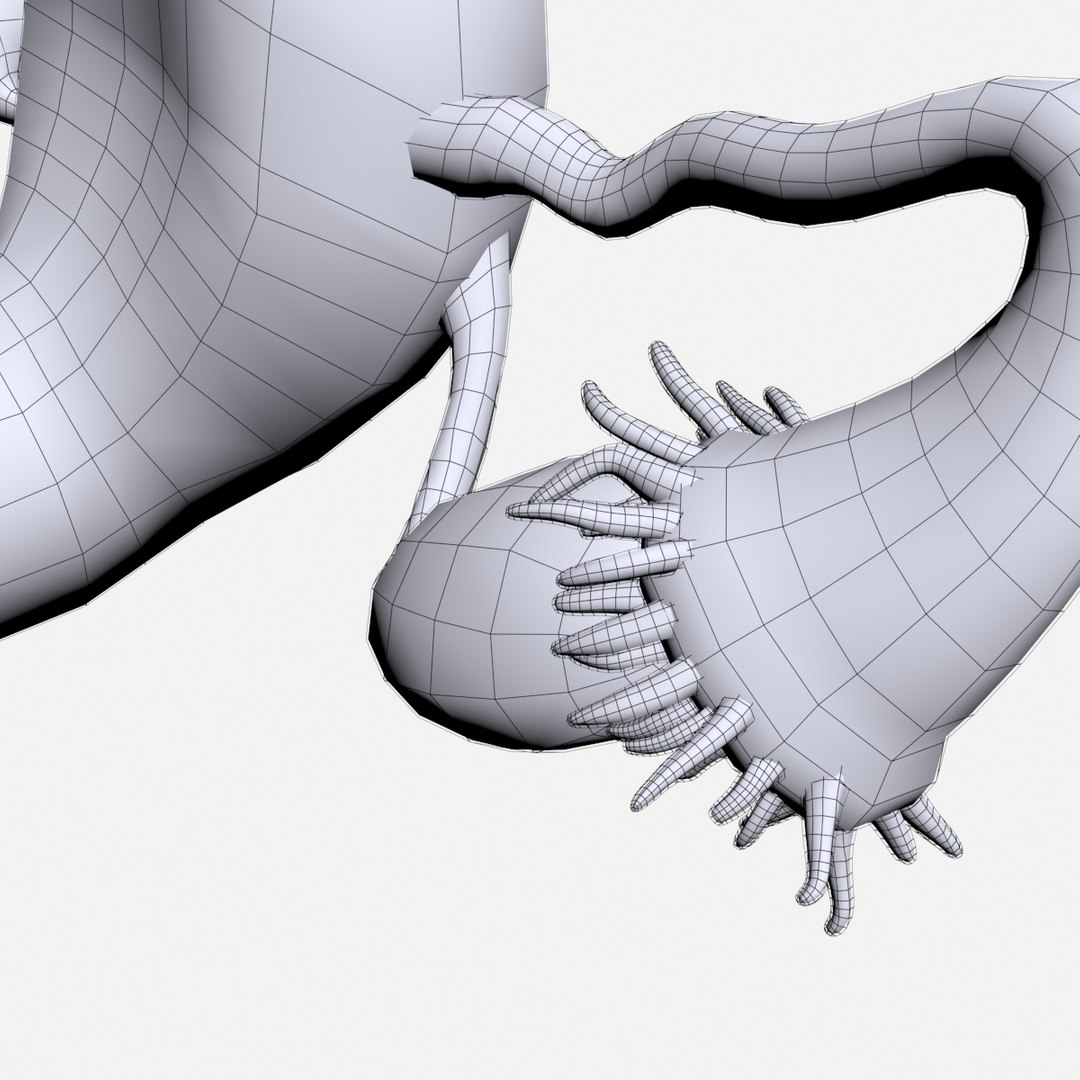 Female Reproductive 3D Model - TurboSquid 1288110