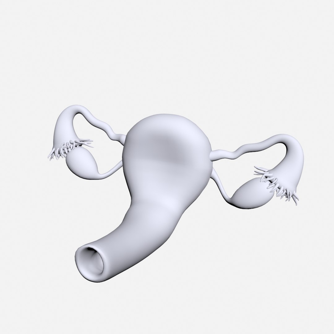 Female Reproductive 3D Model - TurboSquid 1288110