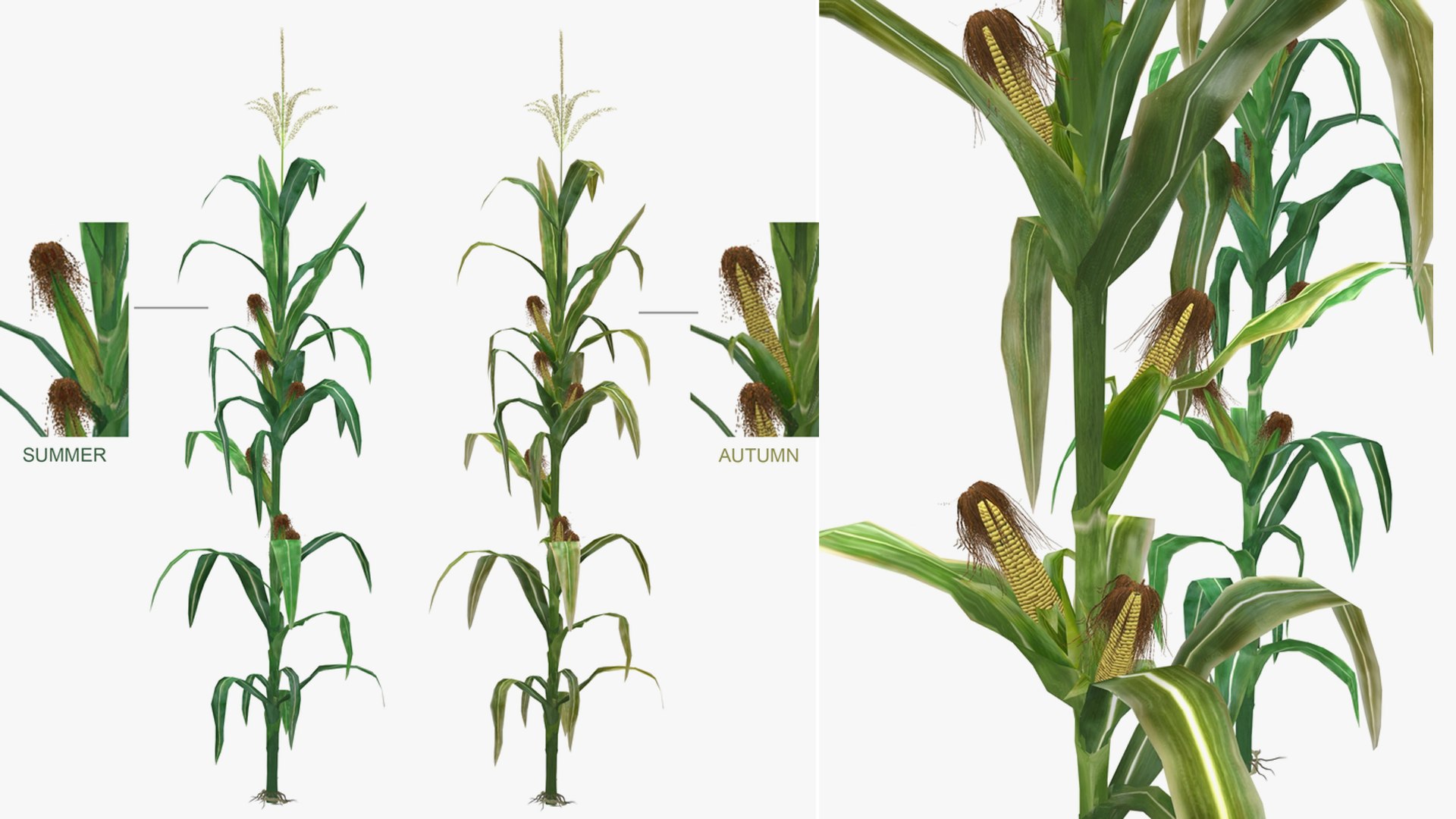 3d Low-mid Corn