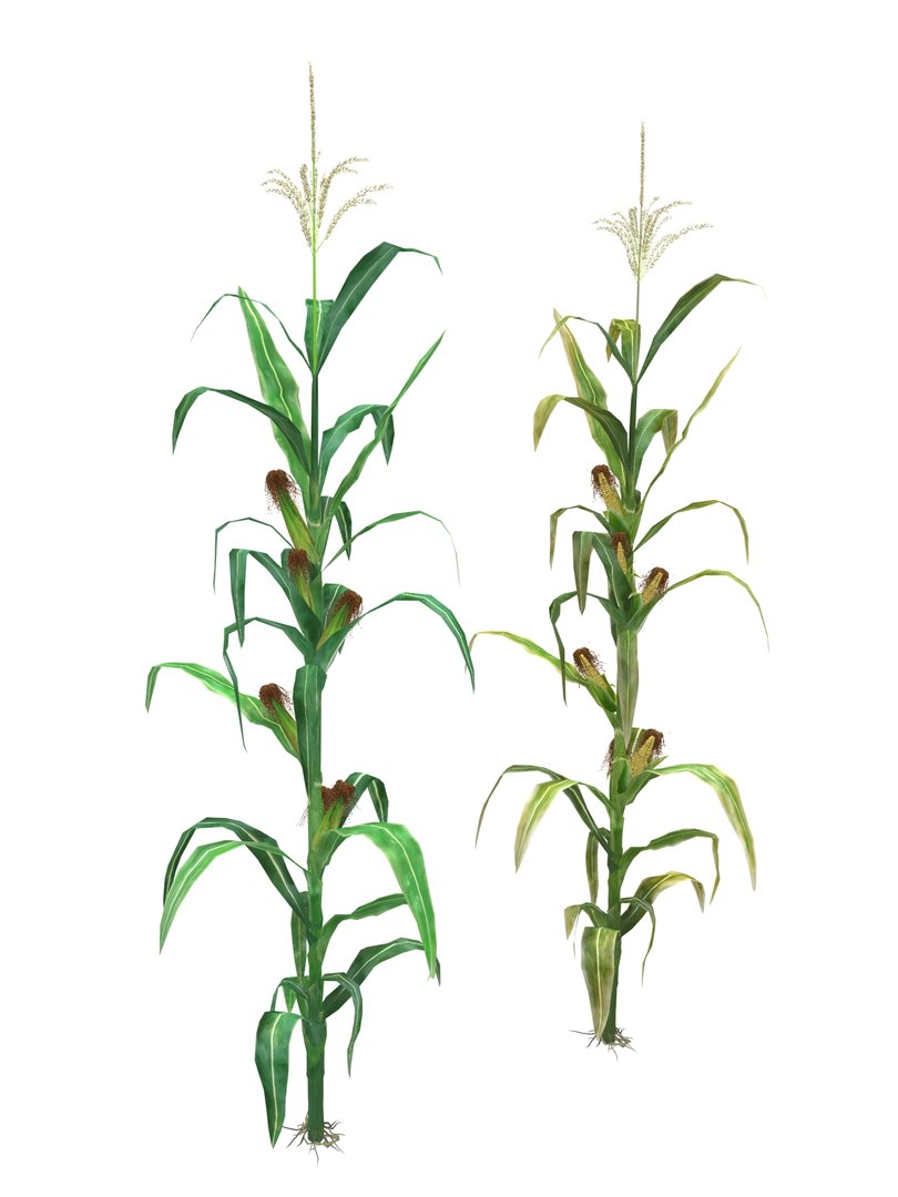 3d Low-mid Corn