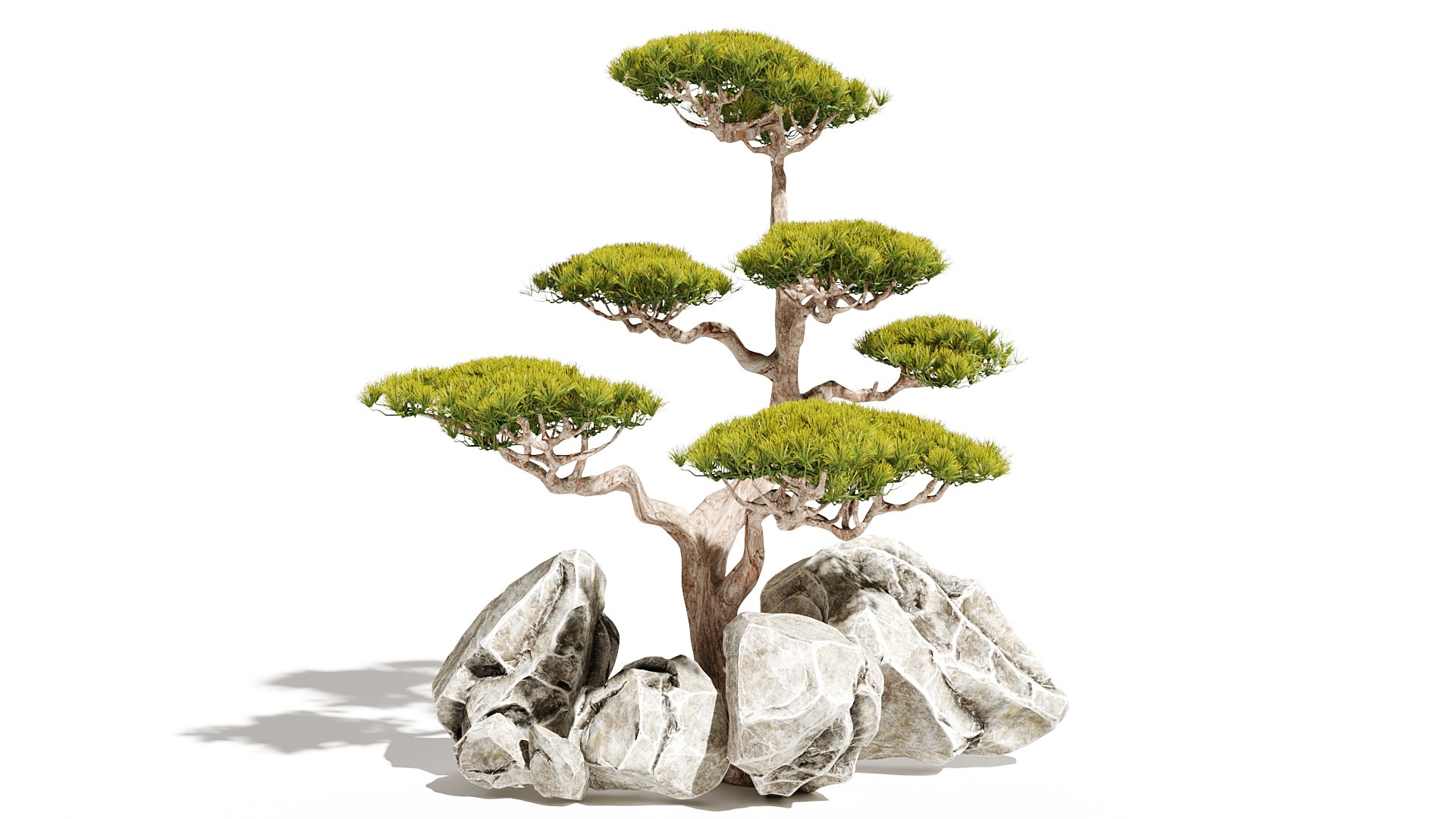 Japanese Tree Bonsai Model - TurboSquid 2221346