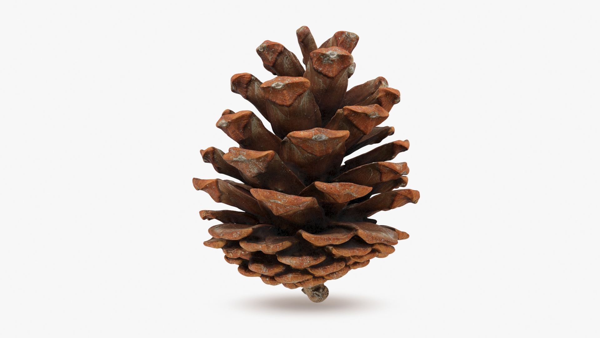 3D Pine Cone Collection - TurboSquid 2303425