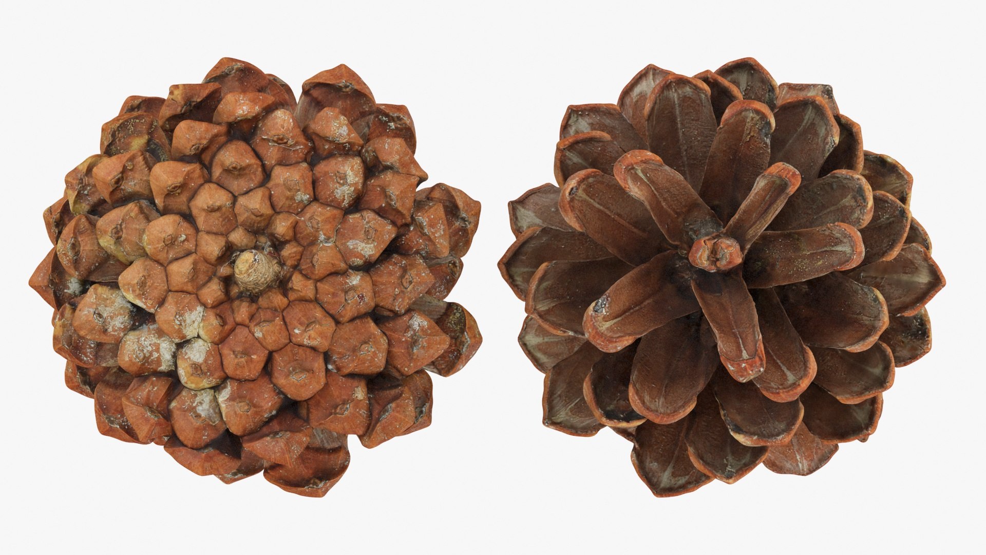 3D Pine Cone Collection - TurboSquid 2303425