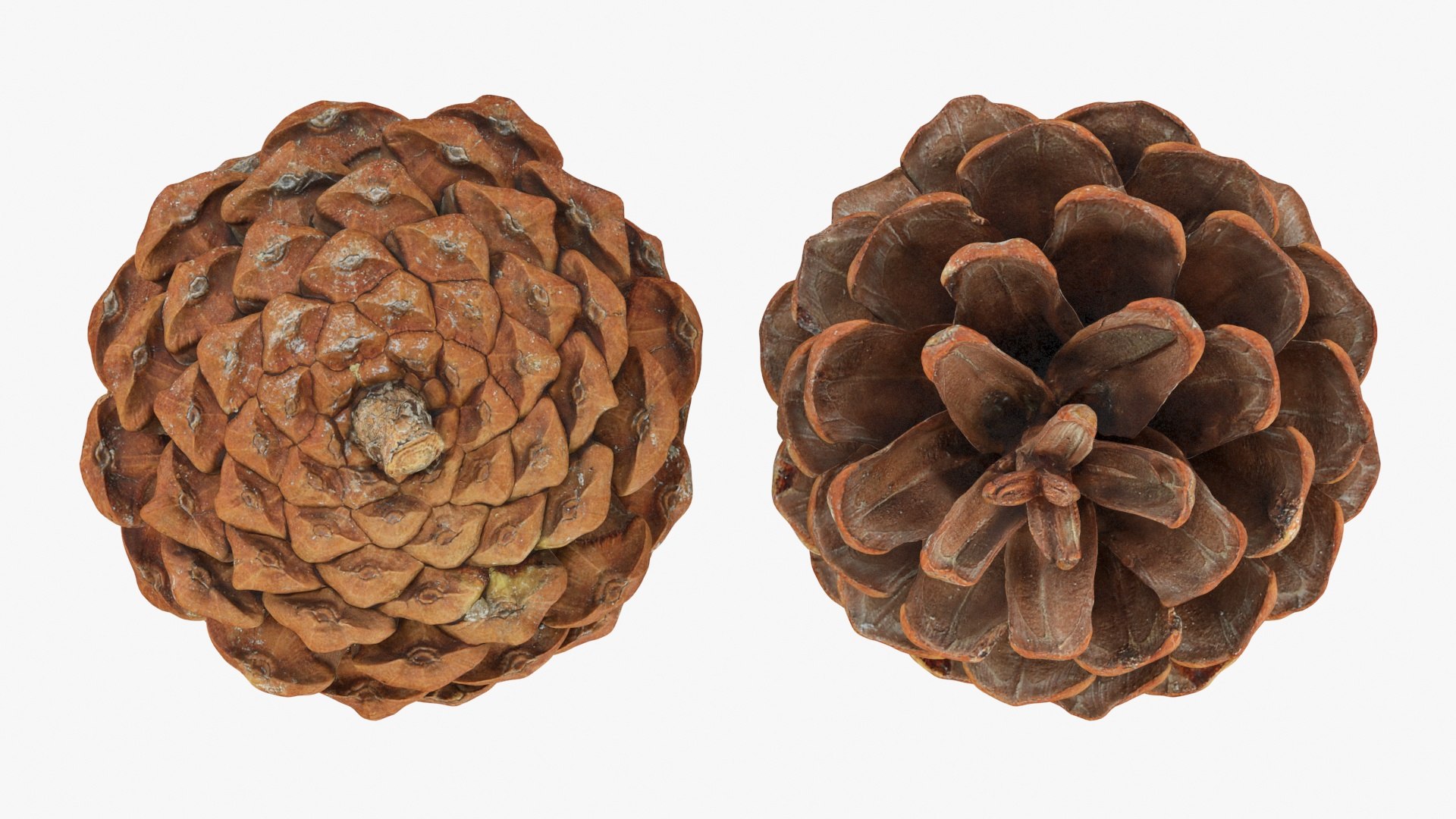 3D Pine Cone Collection - TurboSquid 2303425