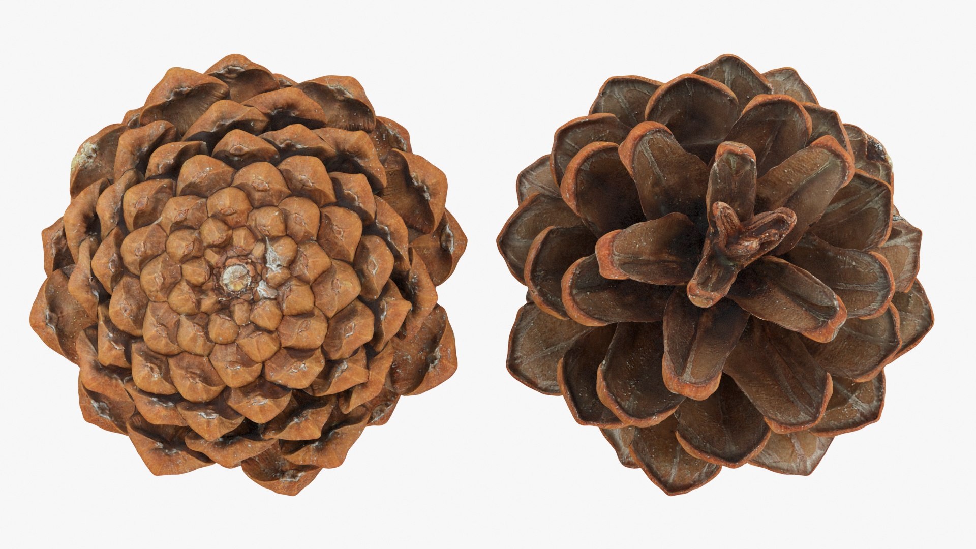 3D Pine Cone Collection - TurboSquid 2303425
