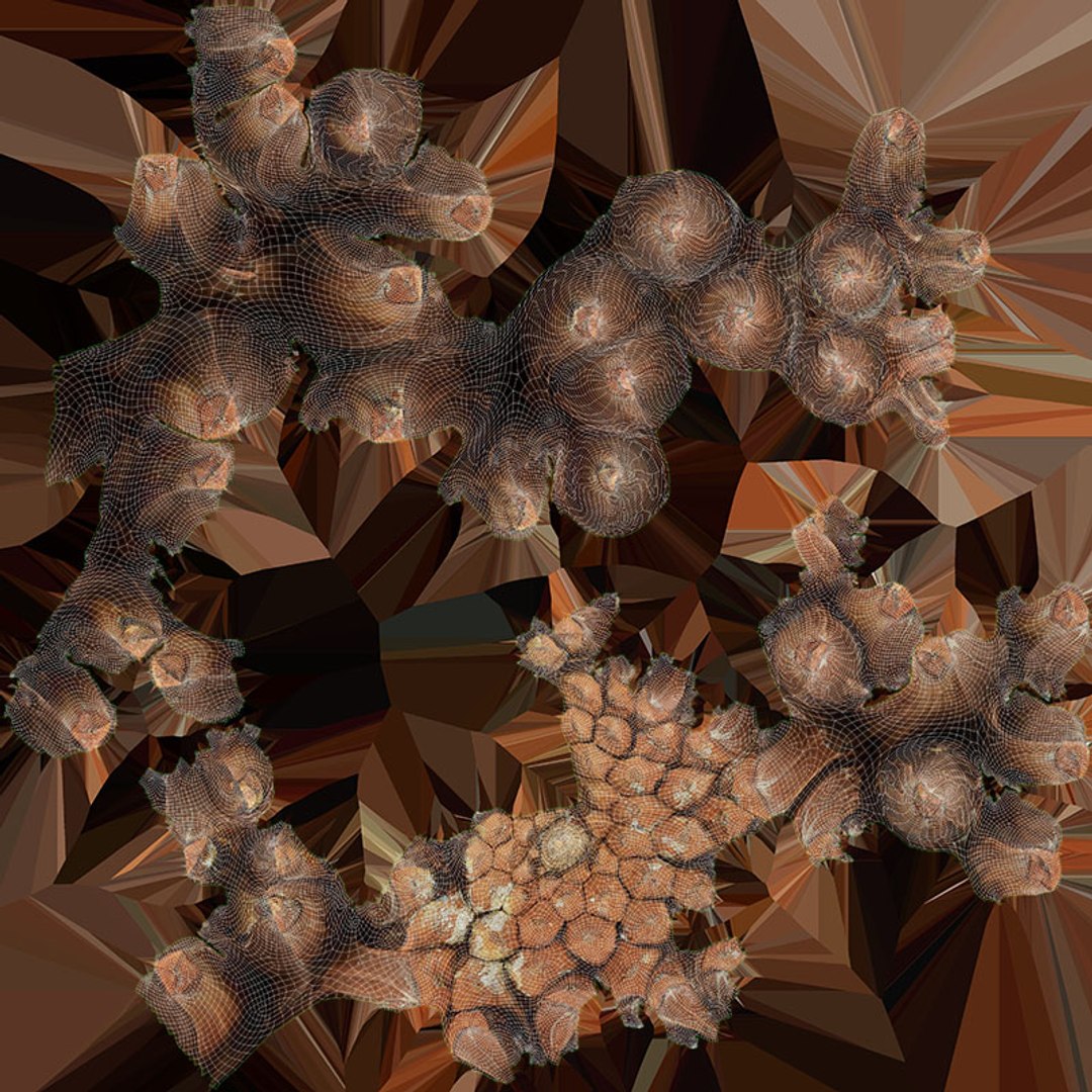 3D Pine Cone Collection - TurboSquid 2303425