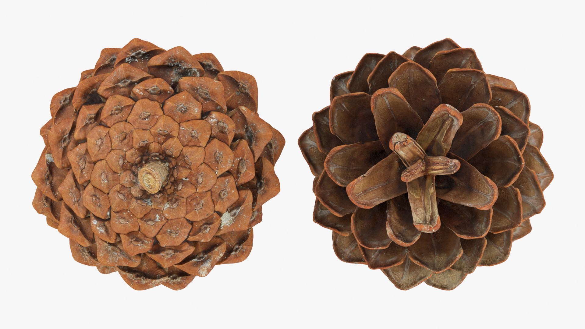 3D Pine Cone Collection - TurboSquid 2303425