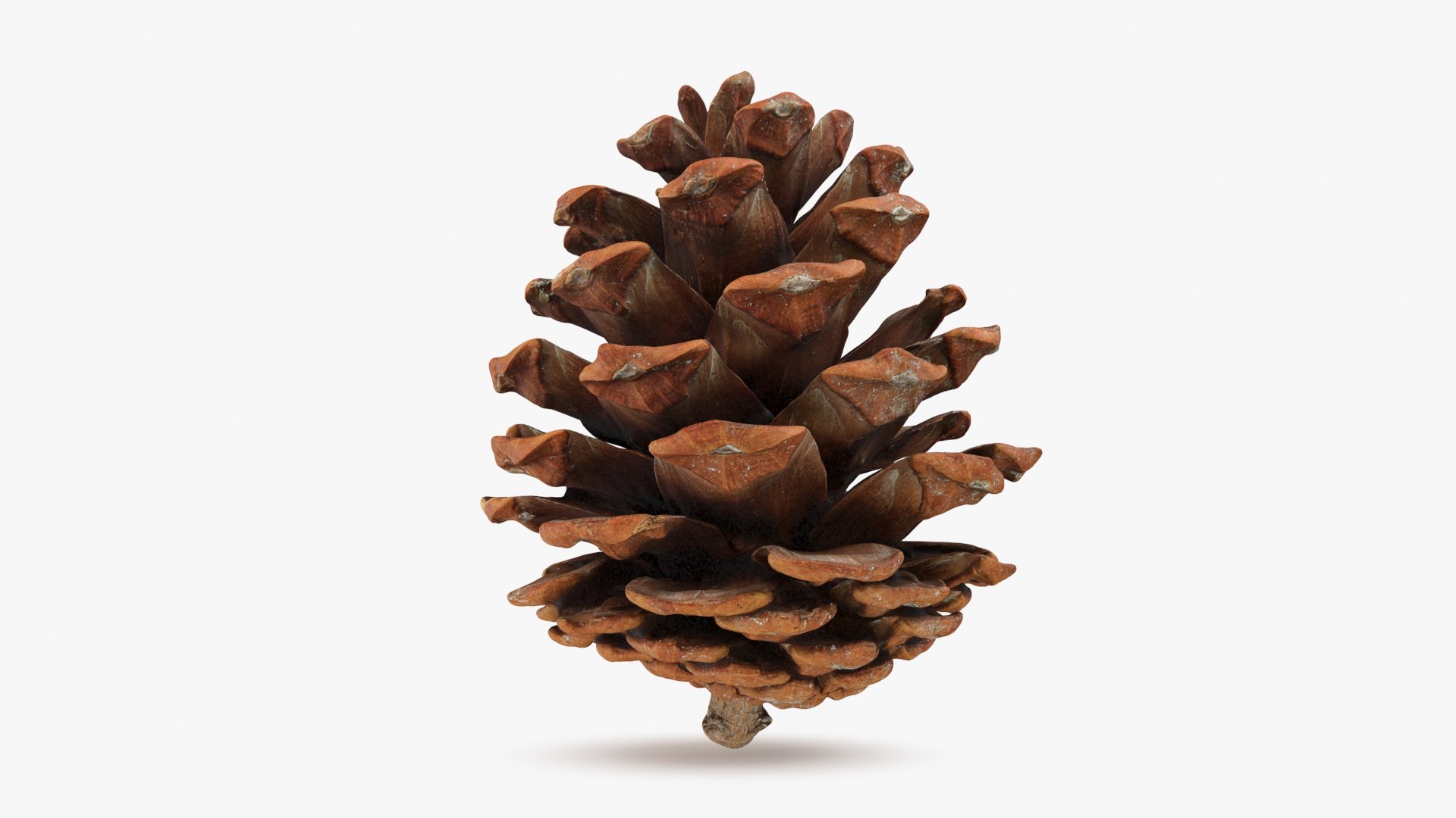 3D Pine Cone Collection - TurboSquid 2303425