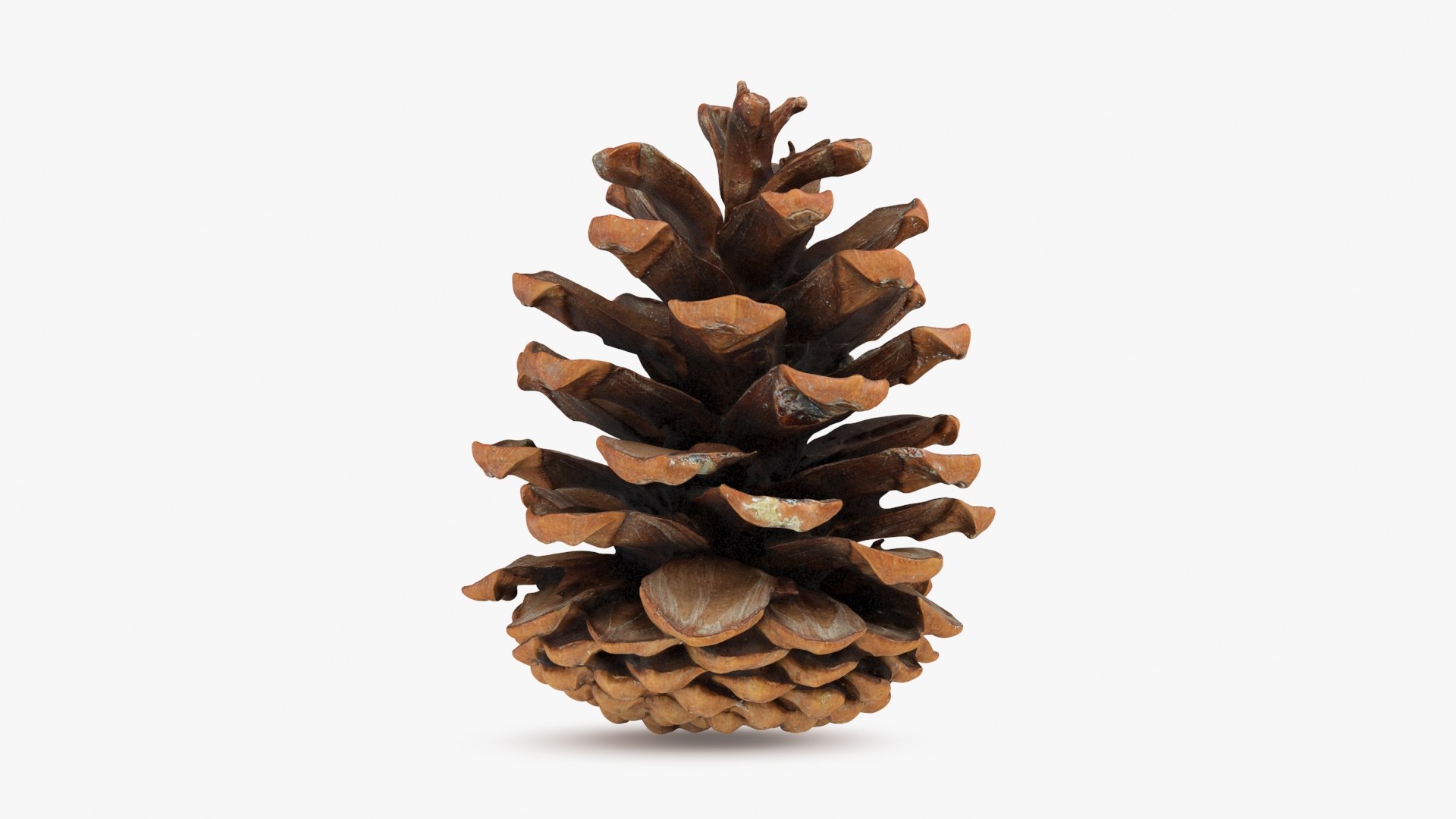 3D Pine Cone Collection - TurboSquid 2303425