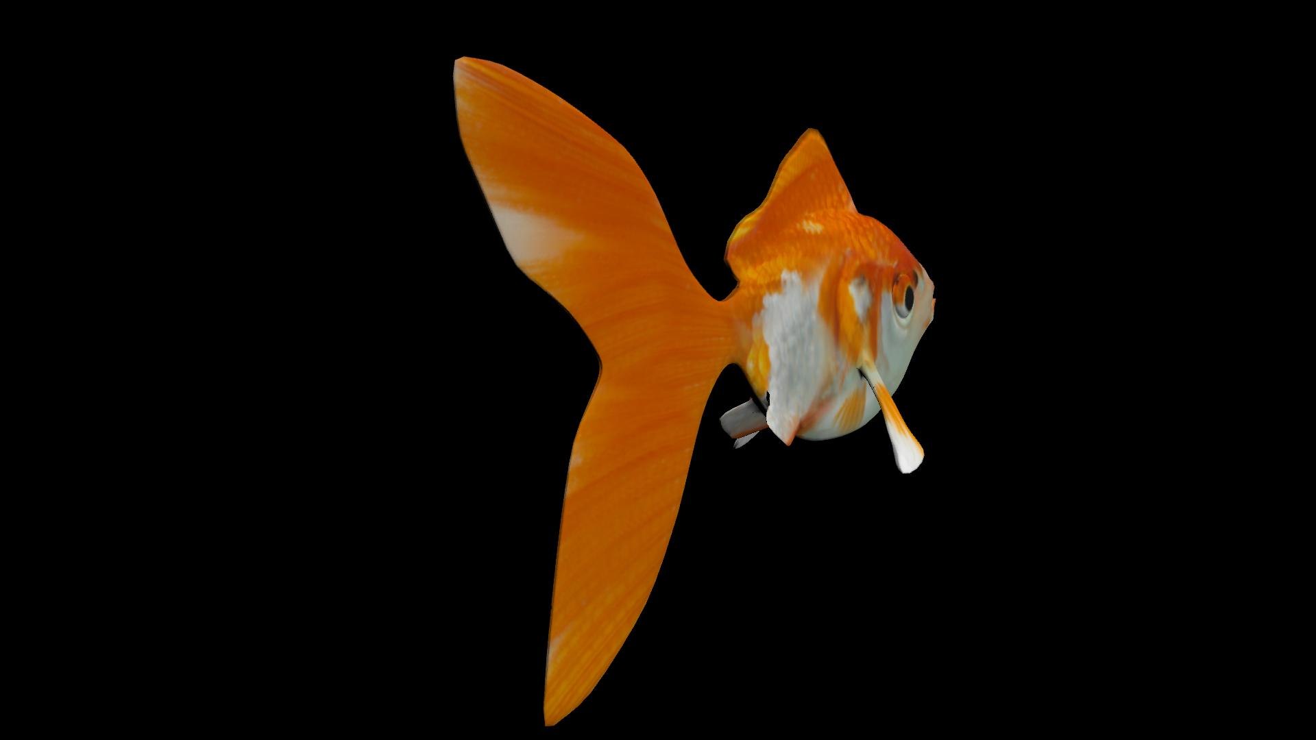 3d Model Of Gold Fish