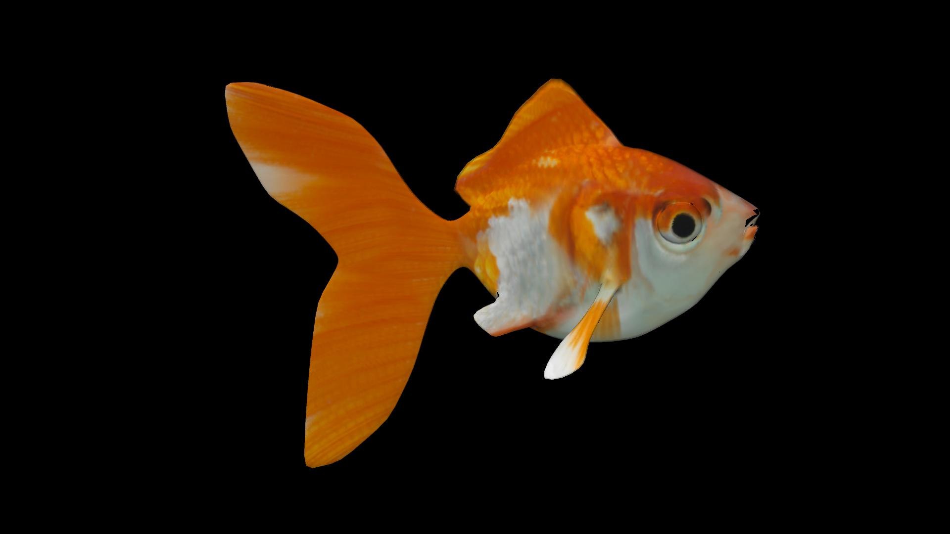 3d Model Of Gold Fish