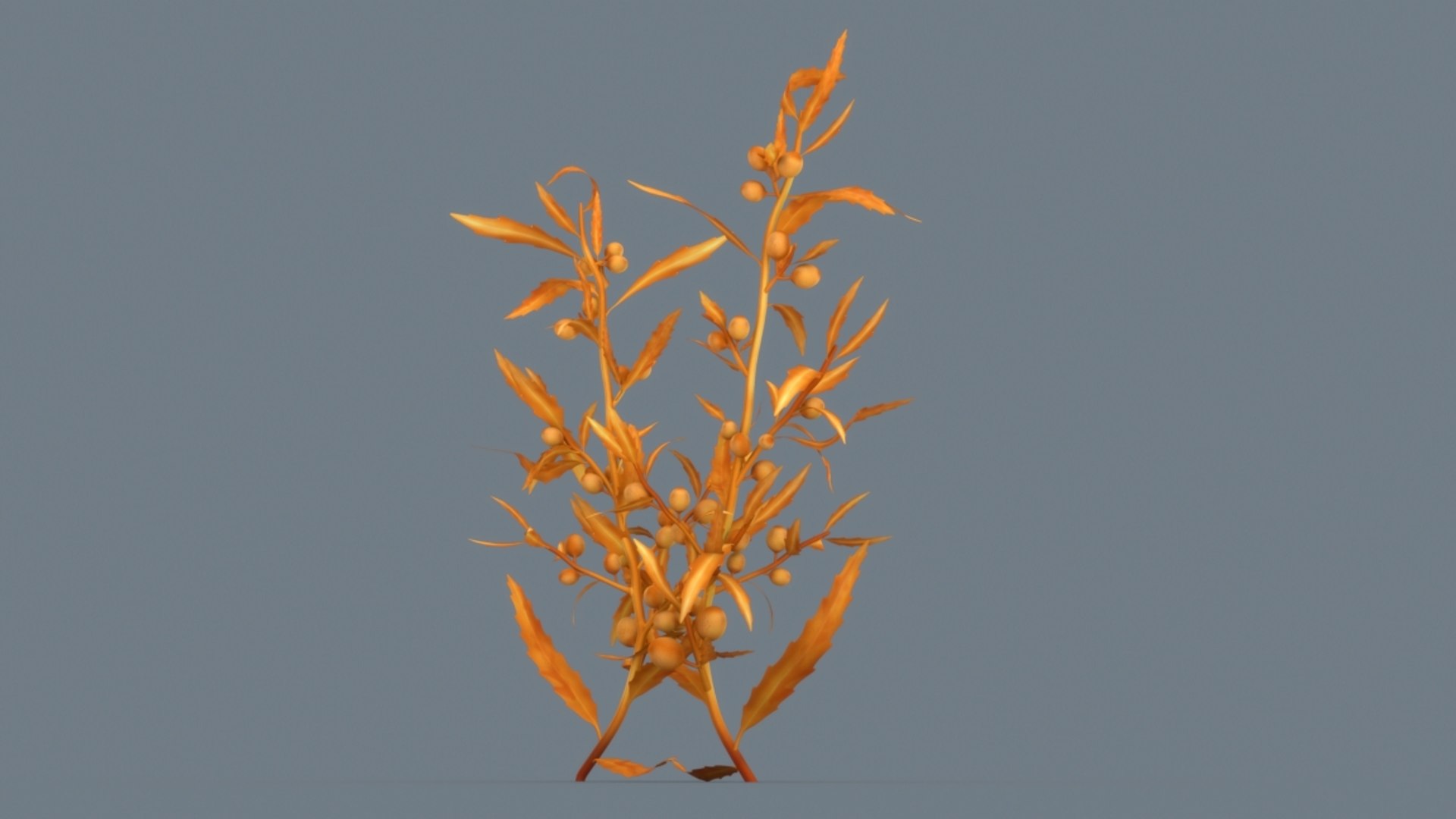 Sargassum phaeophyceae macroalgae model - TurboSquid 1236734