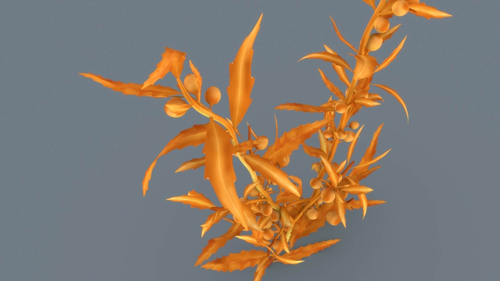 Sargassum phaeophyceae macroalgae model - TurboSquid 1236734