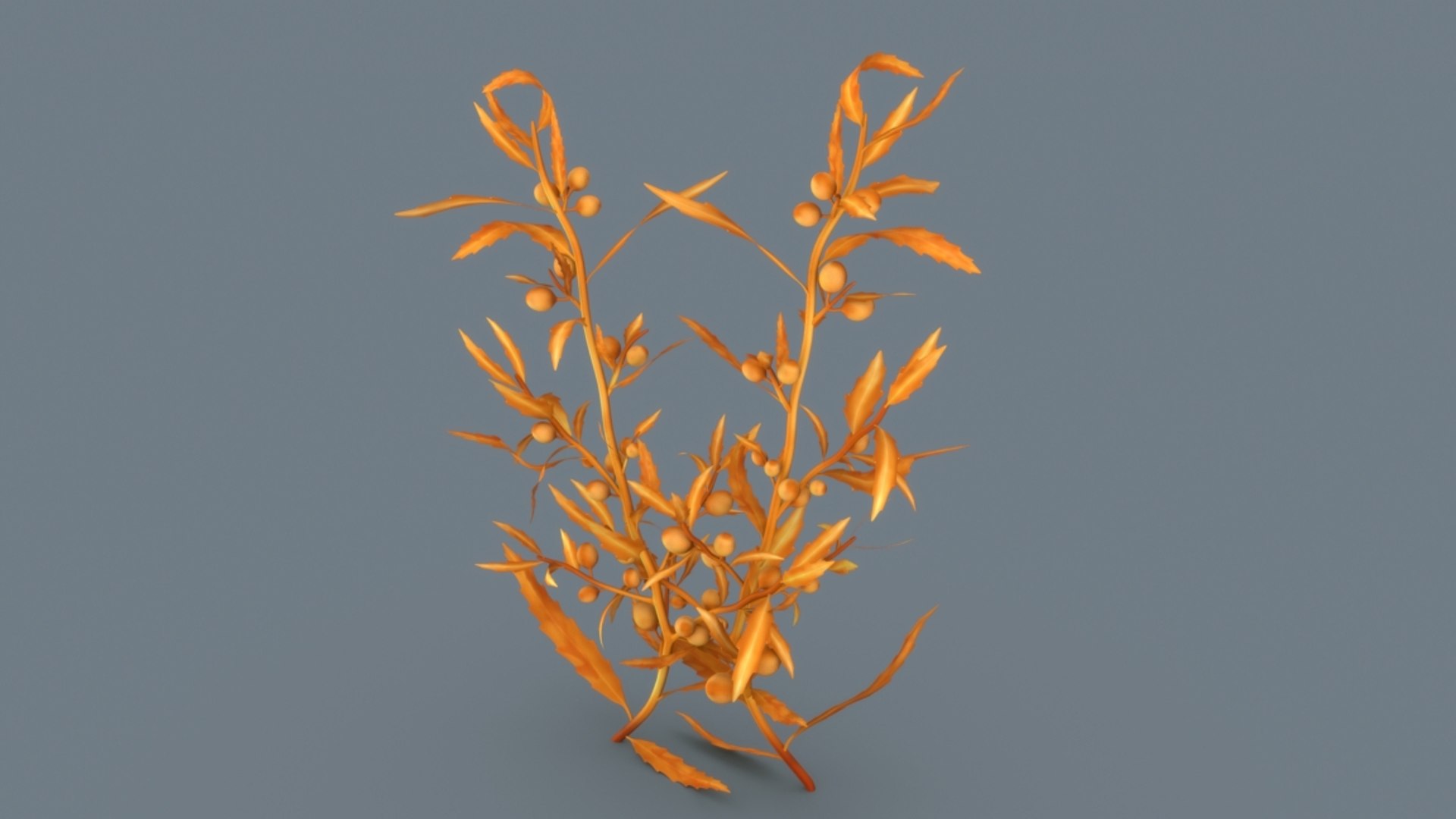 Sargassum phaeophyceae macroalgae model - TurboSquid 1236734