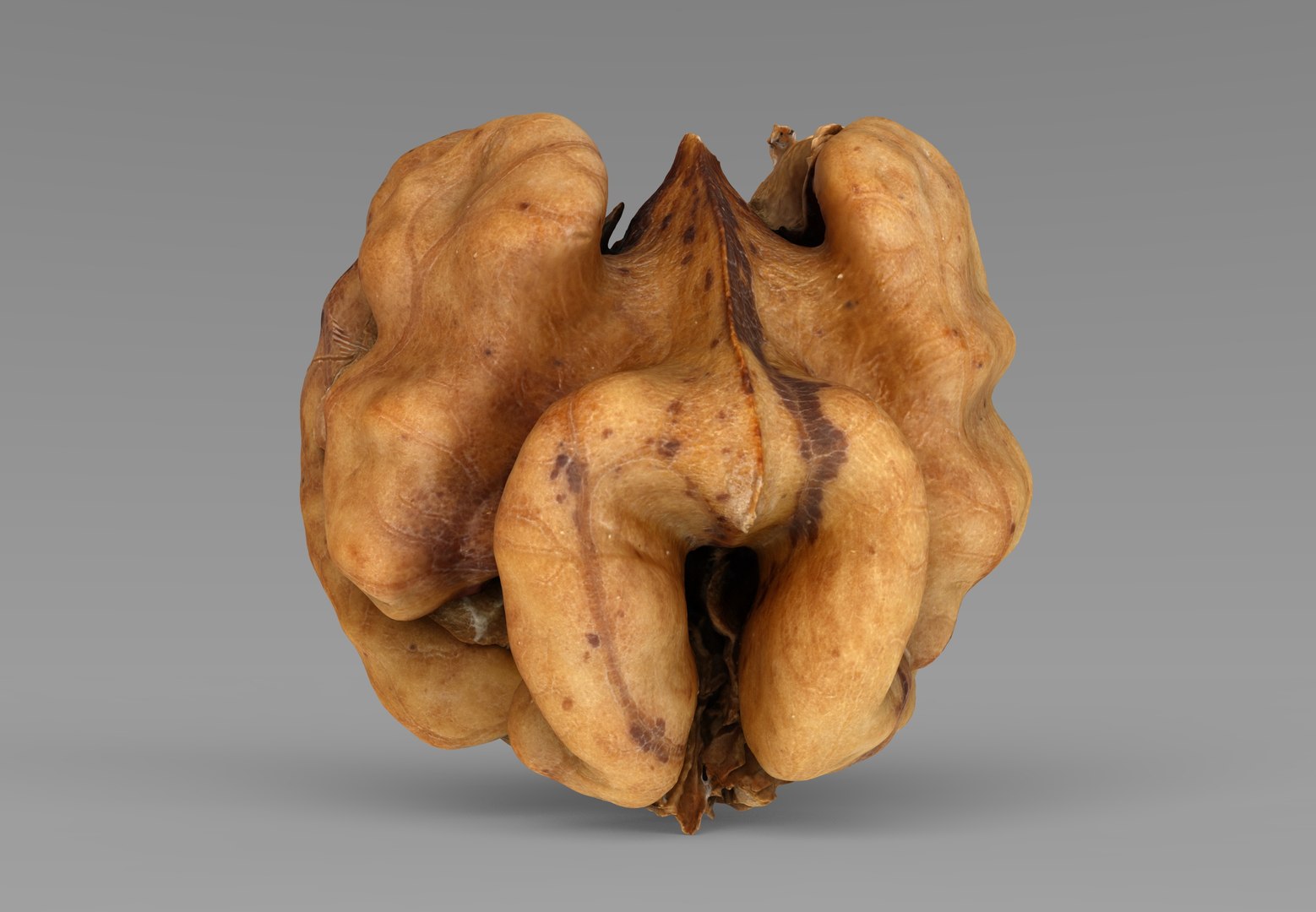 Walnut Kernel 3D Model - TurboSquid 1976552