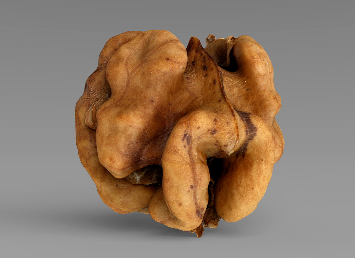 Walnut Kernel 3D Model - TurboSquid 1976552