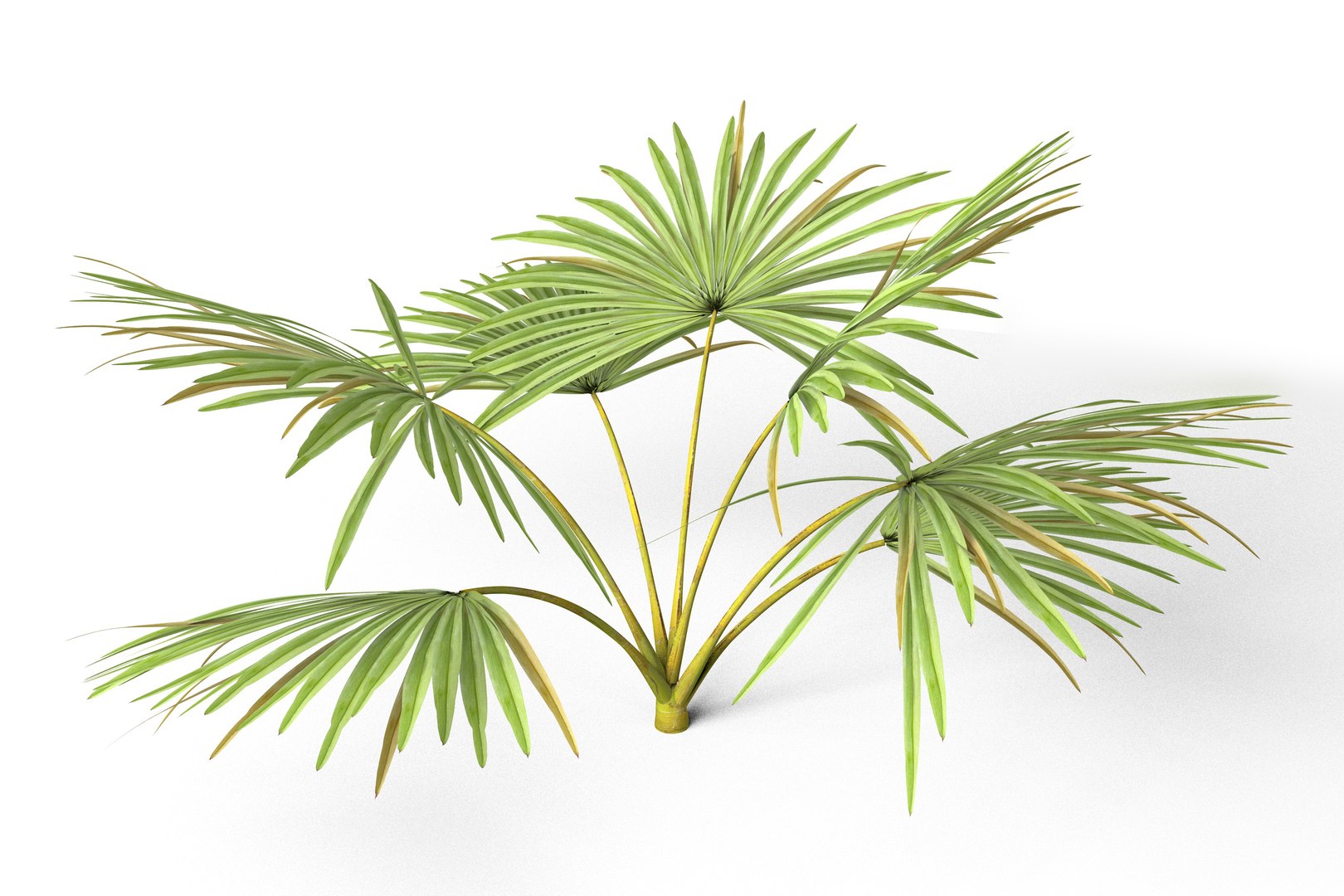 3D Model Palm Tree Leaves - TurboSquid 2165597