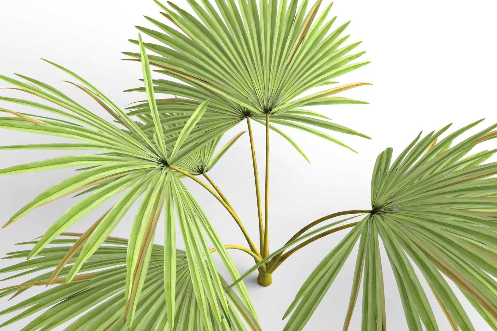 3D Model Palm Tree Leaves - TurboSquid 2165597