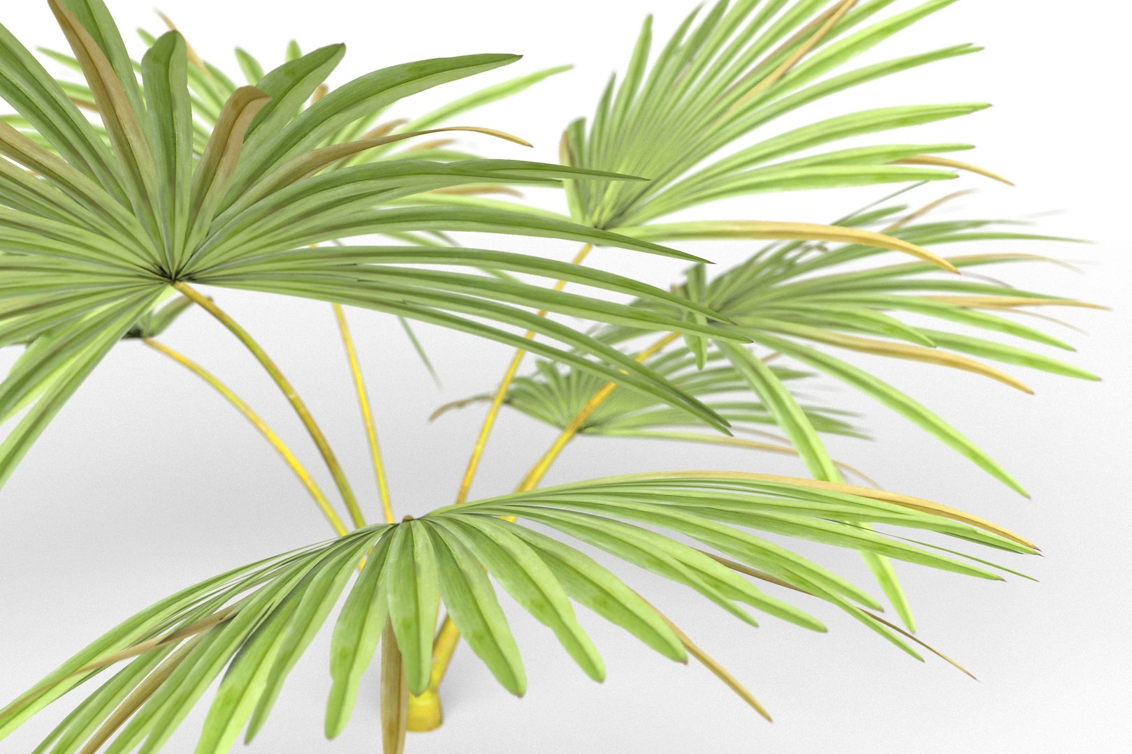 3D Model Palm Tree Leaves - TurboSquid 2165597
