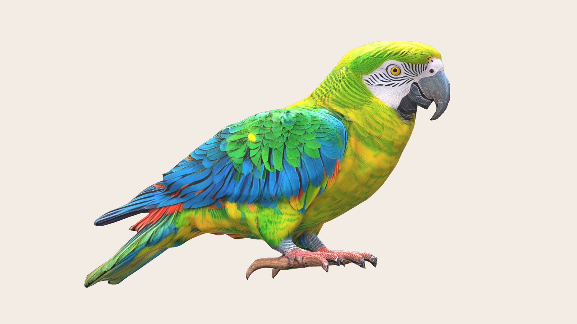 Macaw Parrot Model - TurboSquid 2194711