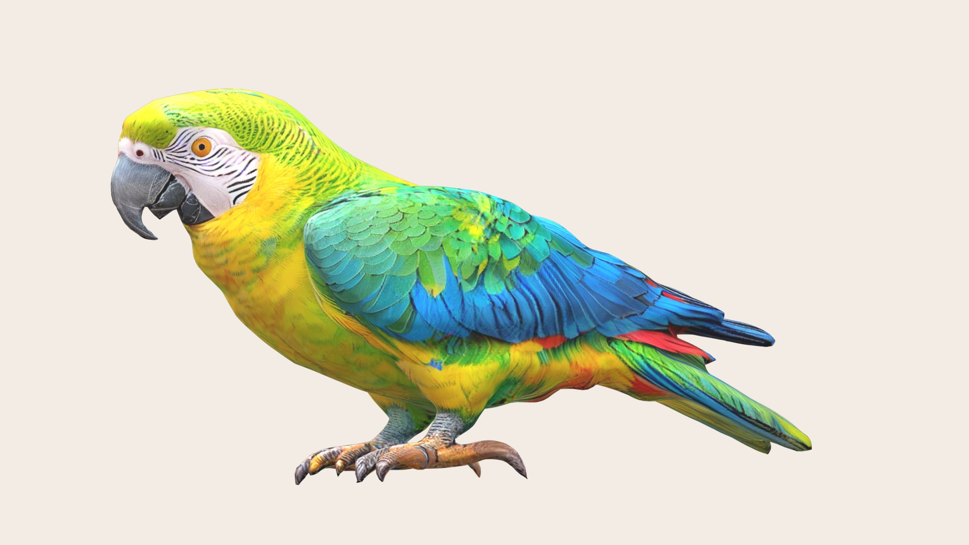Macaw Parrot Model - TurboSquid 2194711