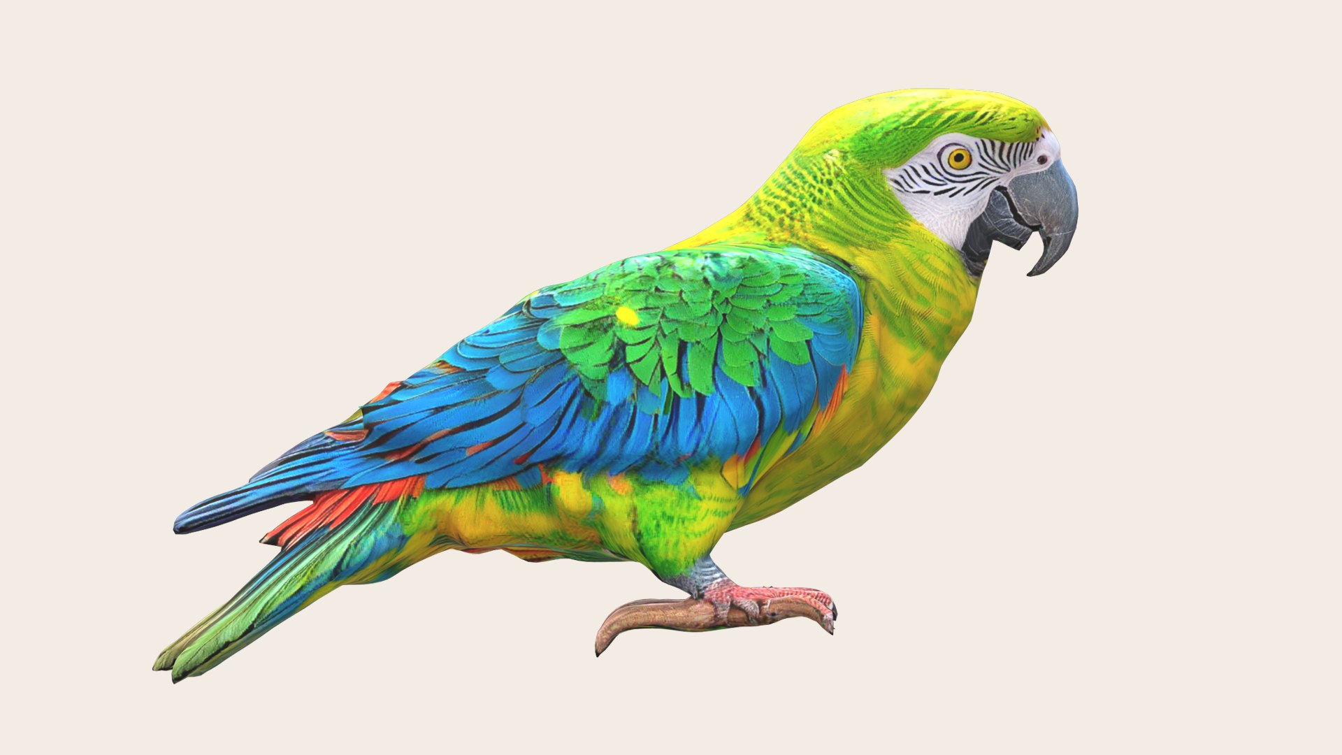 Macaw Parrot Model - TurboSquid 2194711
