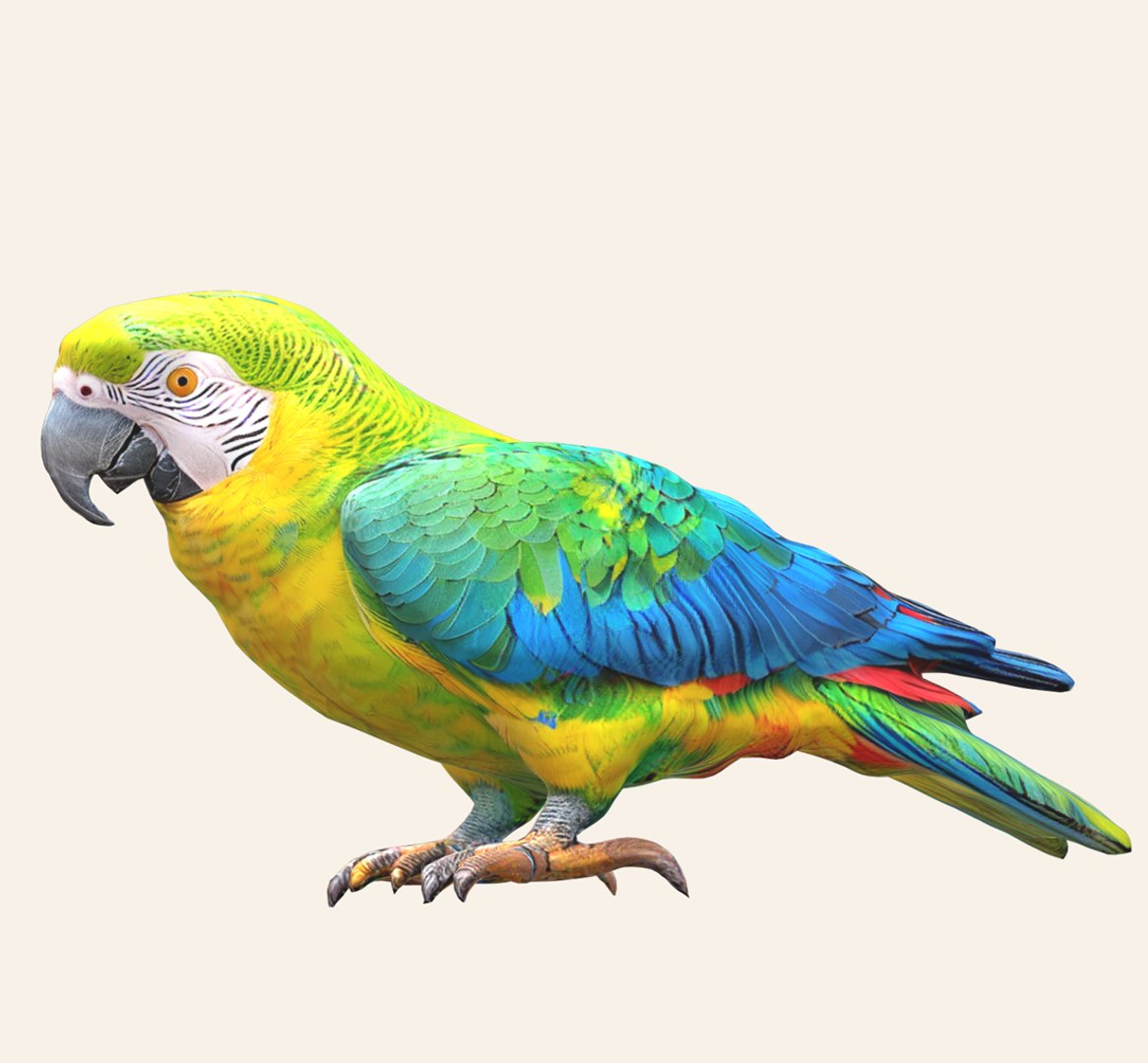 Macaw Parrot Model - TurboSquid 2194711