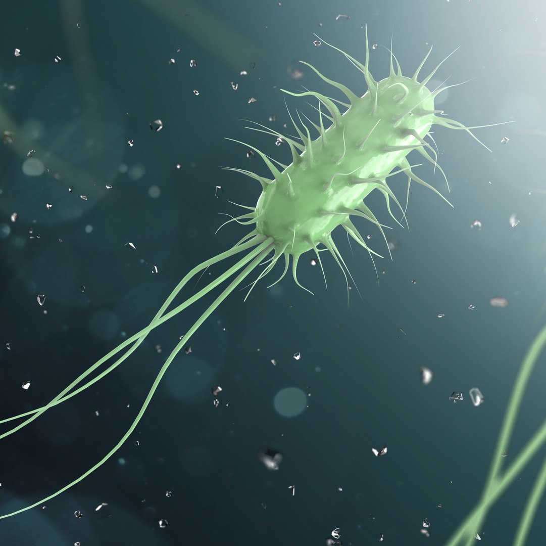 3D Bacteria Prokaryotic - TurboSquid 1538328
