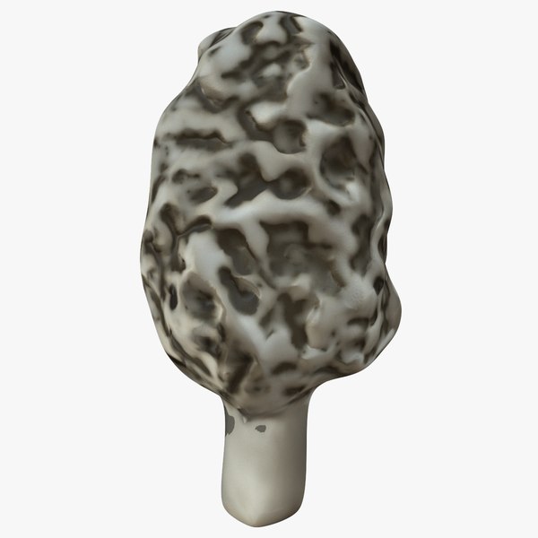 Morel 3D model - TurboSquid 1957864
