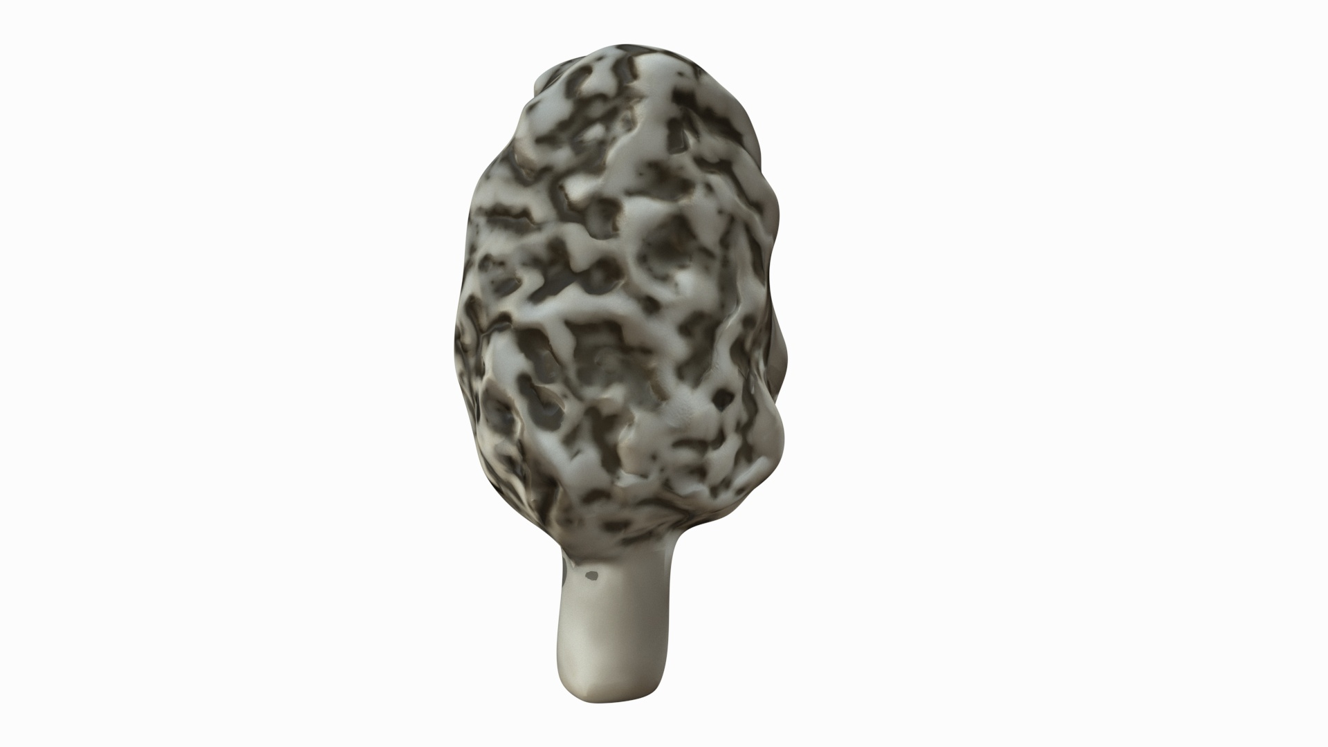Morel 3D Model - TurboSquid 1957864