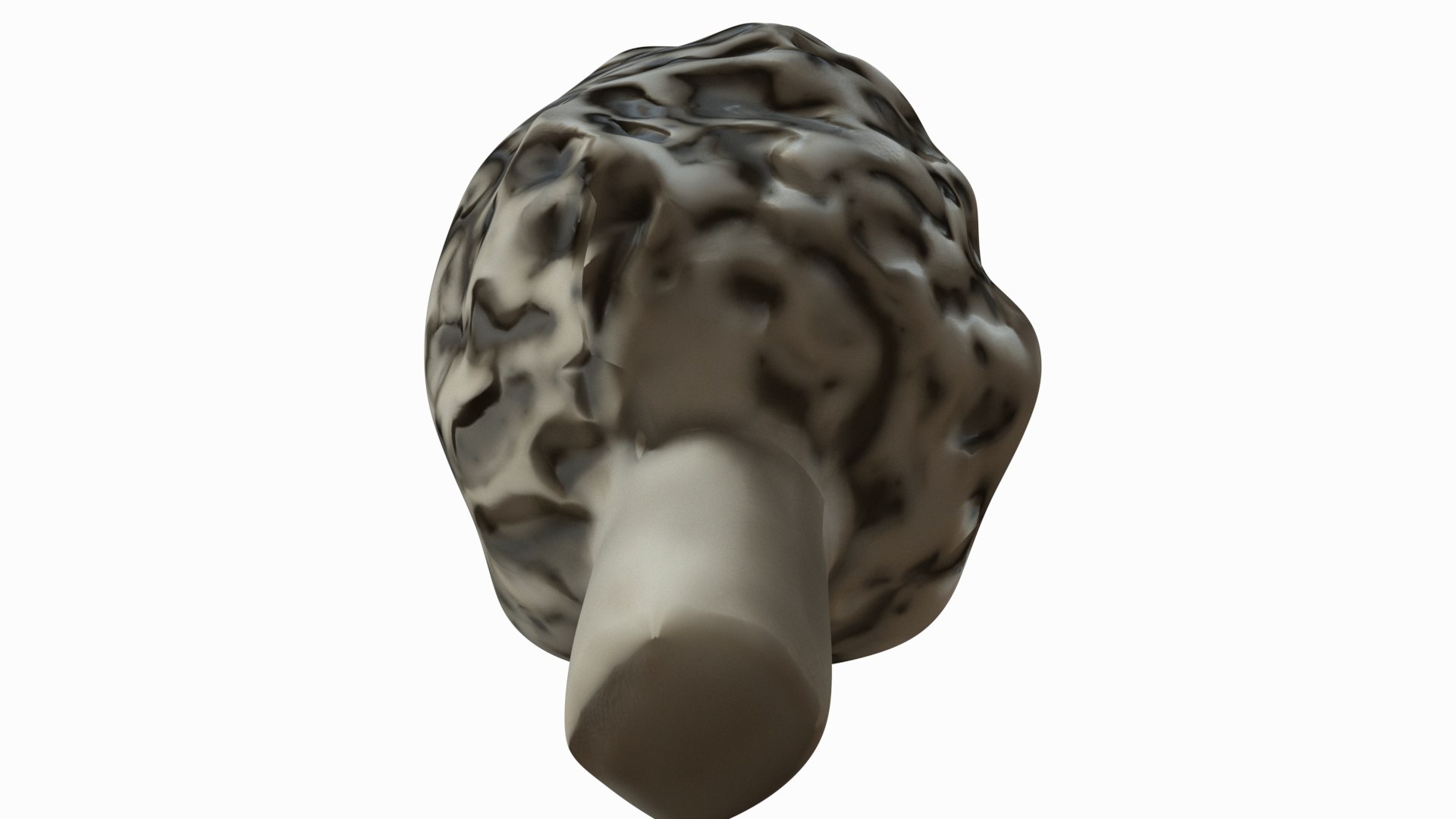 Morel 3D Model - TurboSquid 1957864