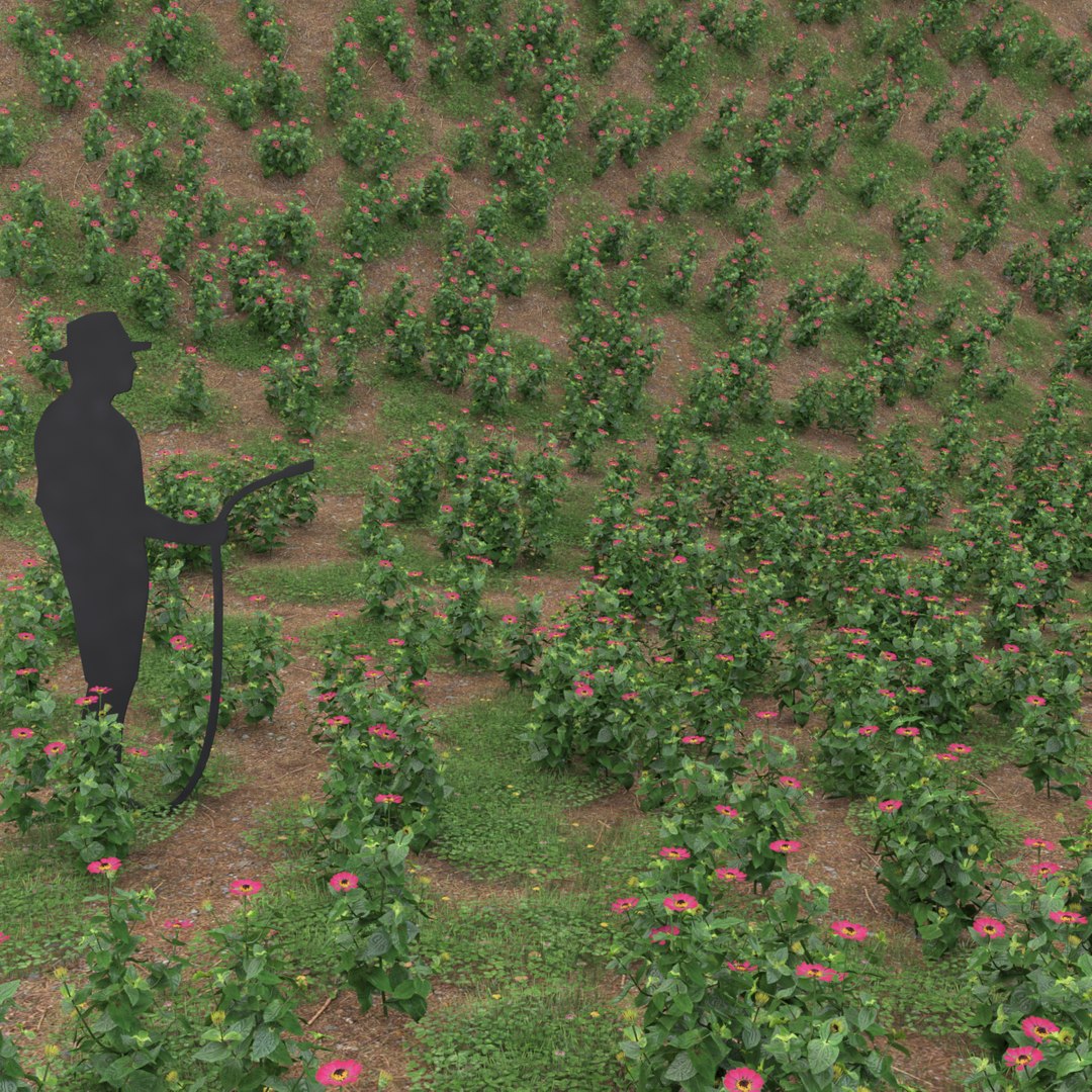 Plant 006 Zinnia 3d Model