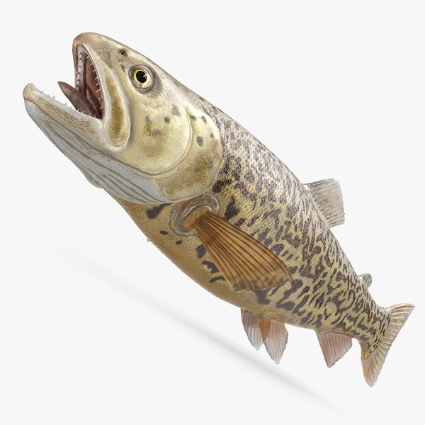 Tigerforelle 3D-Modell - TurboSquid 2466098
