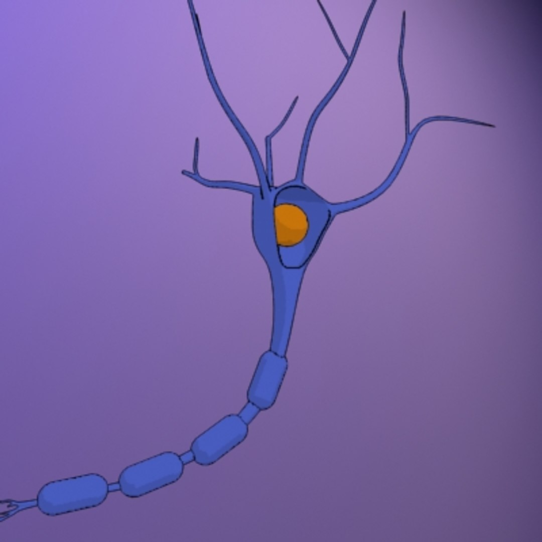 3d Nerve Cell Neurone