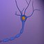 3d Nerve Cell Neurone