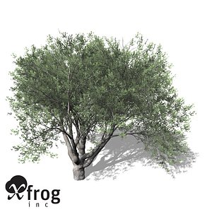 3d tree hackberry model