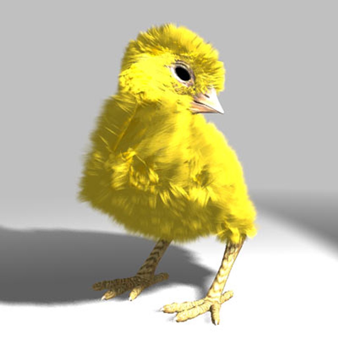 Poult Chicken 3d Lwo