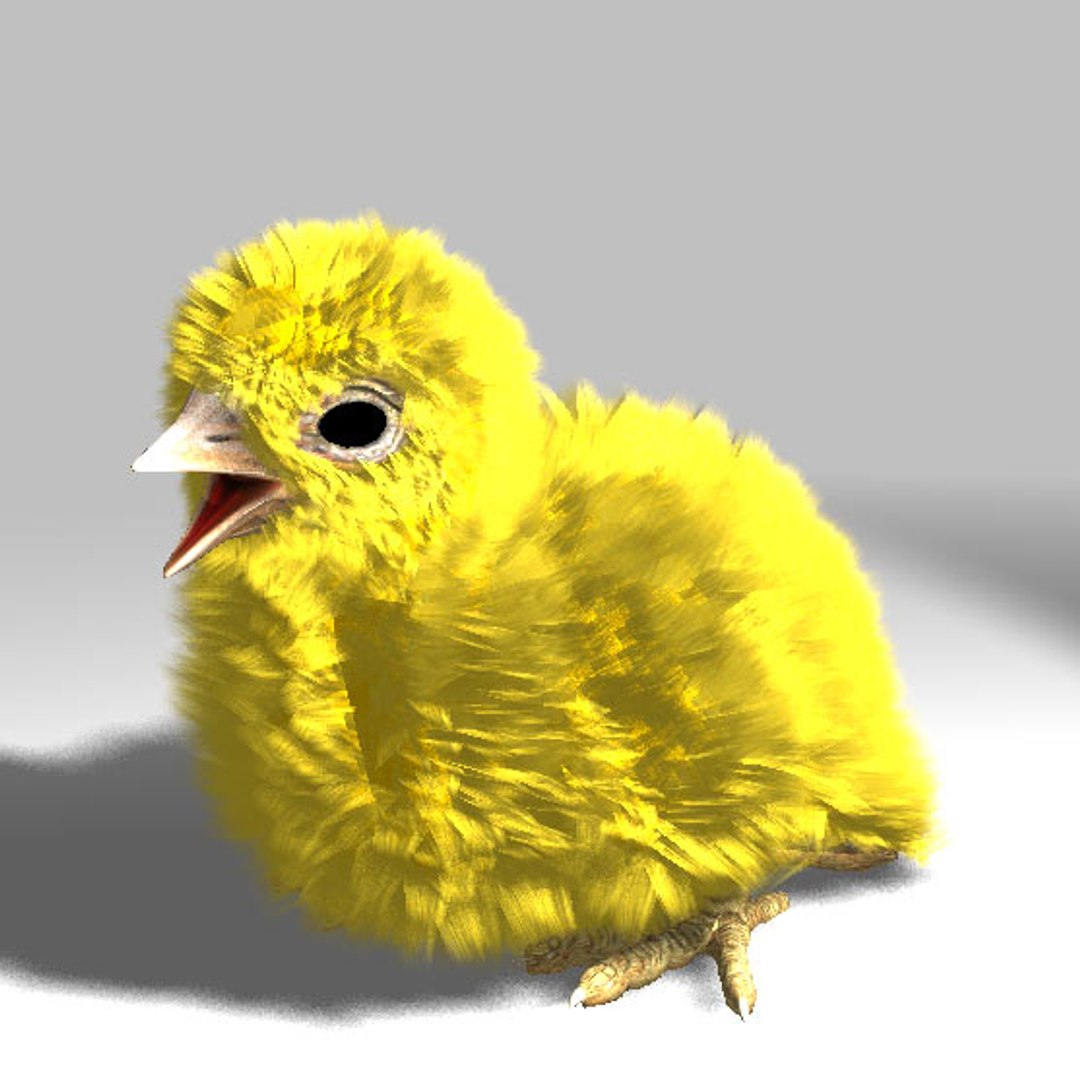 Poult Chicken 3d Lwo