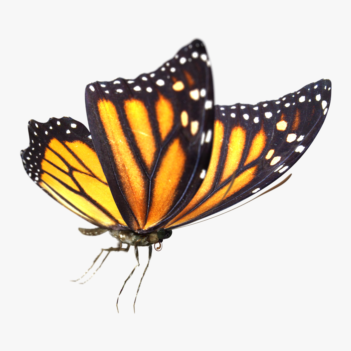 3D Butterfly model - TurboSquid 1754911