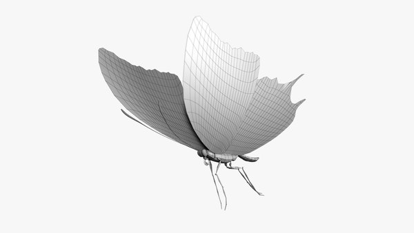 3D Butterfly model - TurboSquid 1754911
