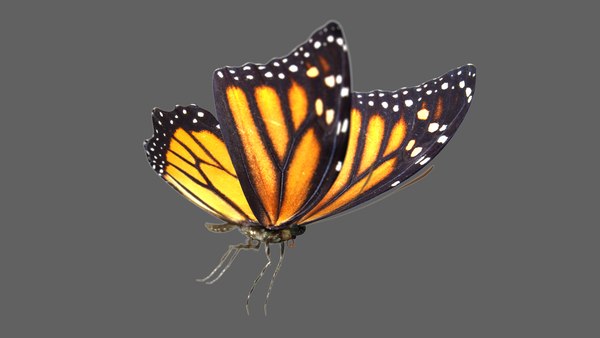 3D Butterfly model - TurboSquid 1754911