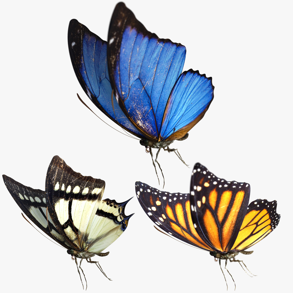 3D Butterfly model - TurboSquid 1754911