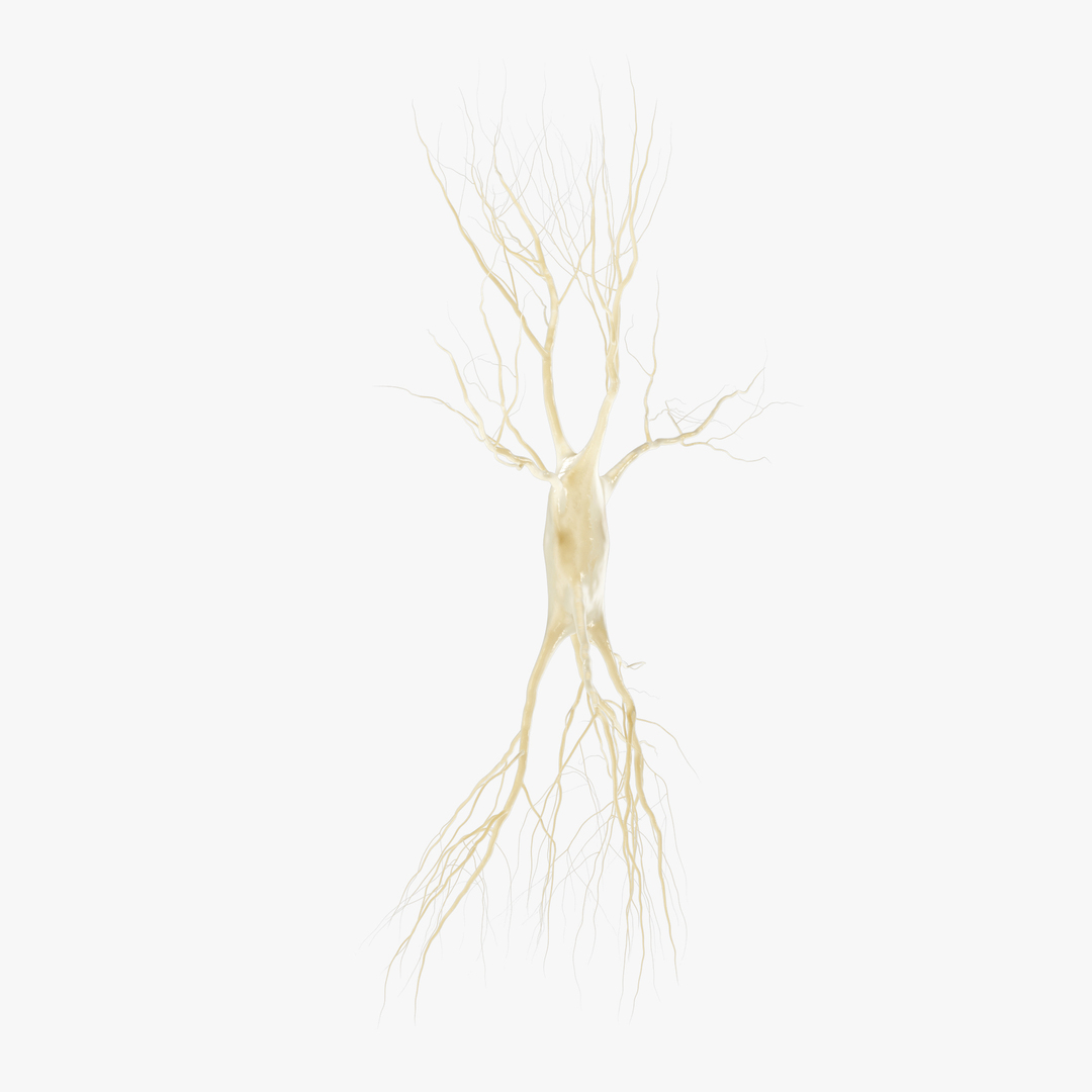 3D astrocyte cell model - TurboSquid 1163842