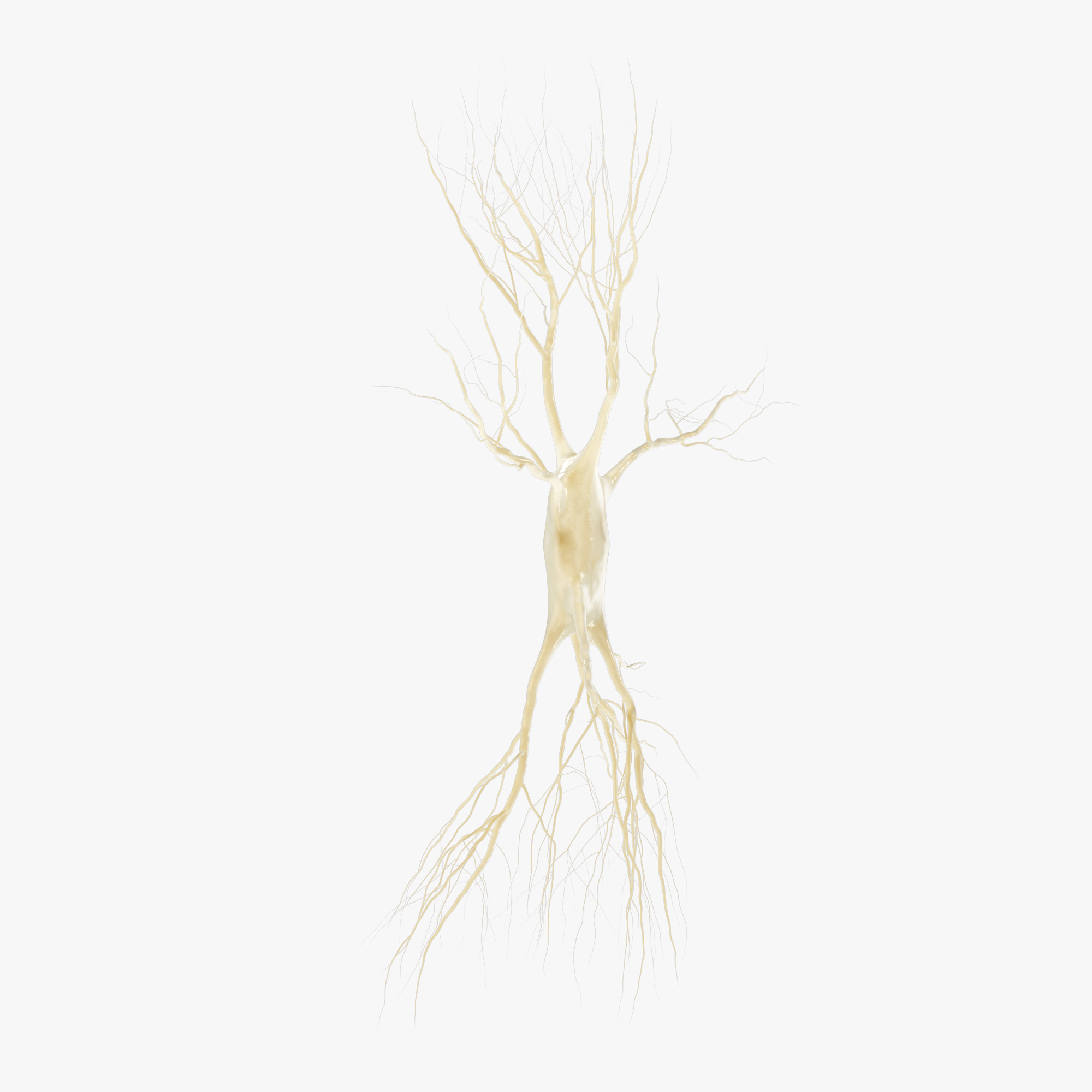 3D astrocyte cell model - TurboSquid 1163842