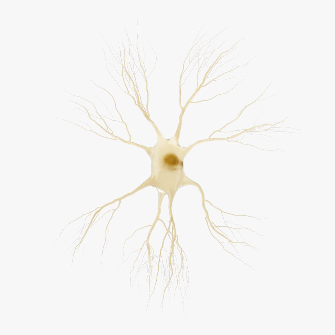 3D Astrocyte Cell Model - TurboSquid 1163842