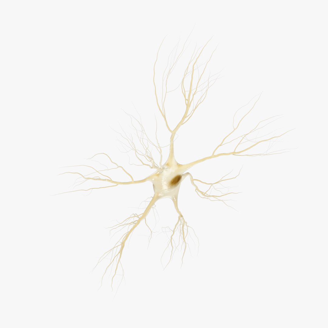 3D Astrocyte Cell Model - TurboSquid 1163842