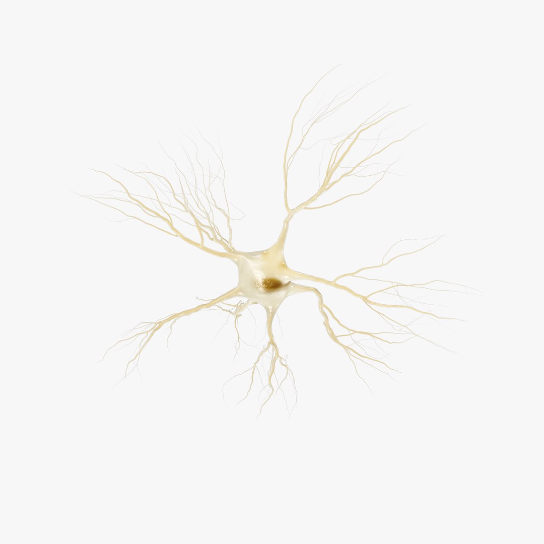 3D Astrocyte Cell Model - TurboSquid 1163842