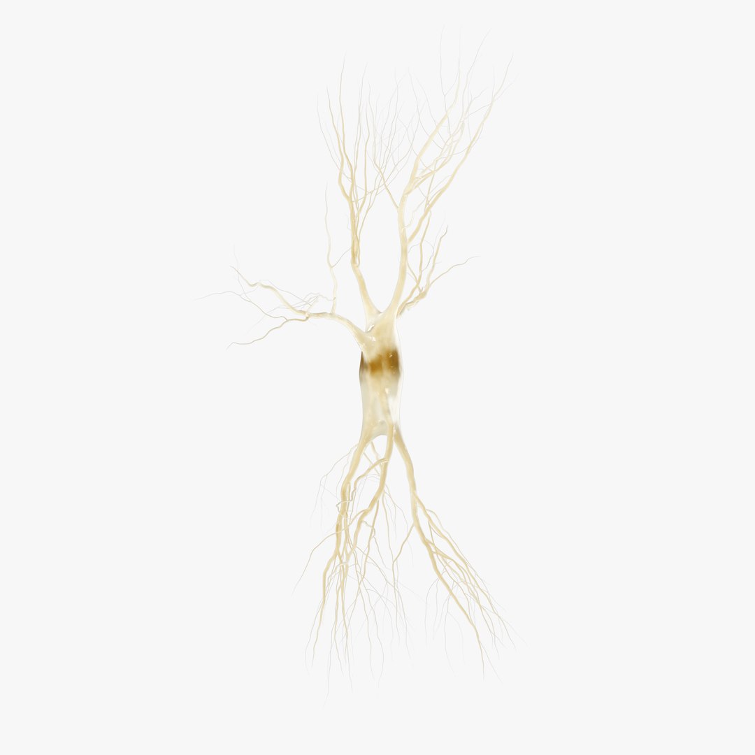 3D Astrocyte Cell Model - TurboSquid 1163842